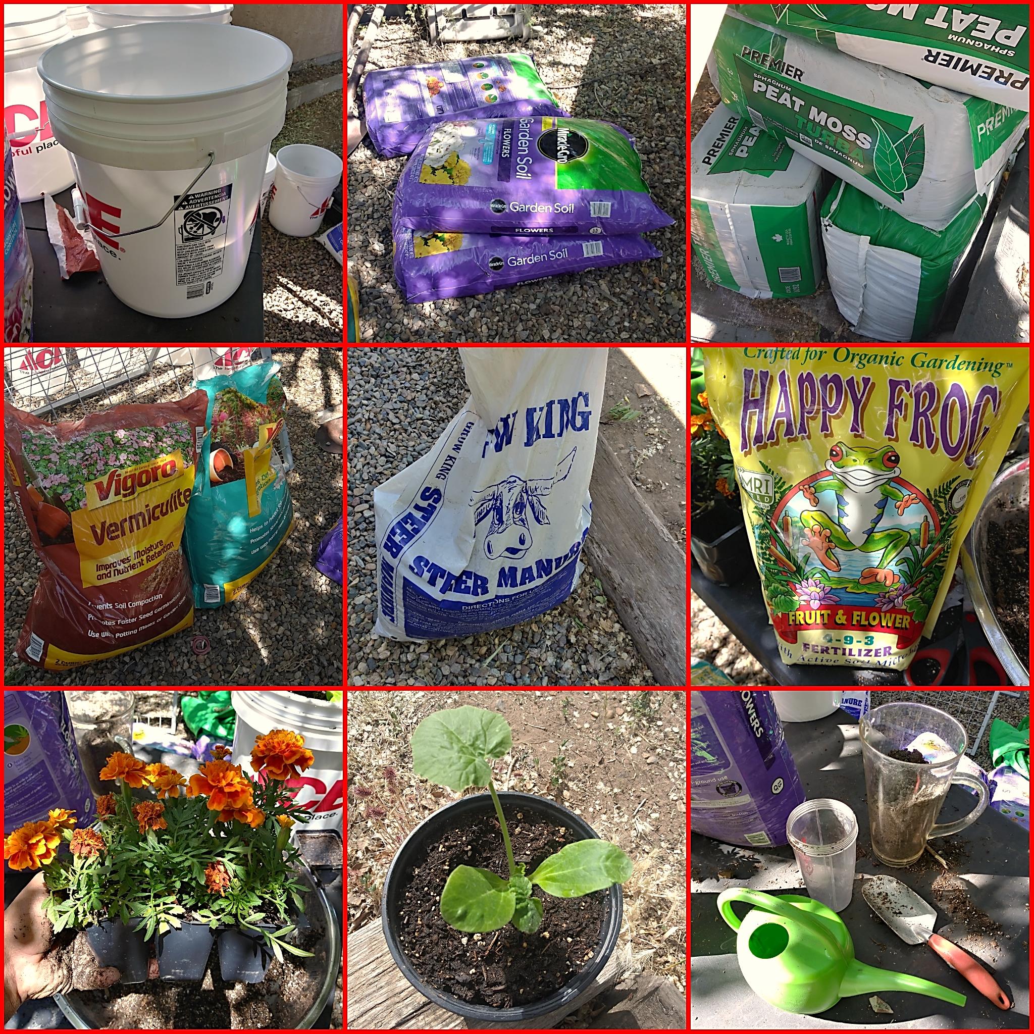 Container Gardening: Summer Squash – Bimá Nahalin